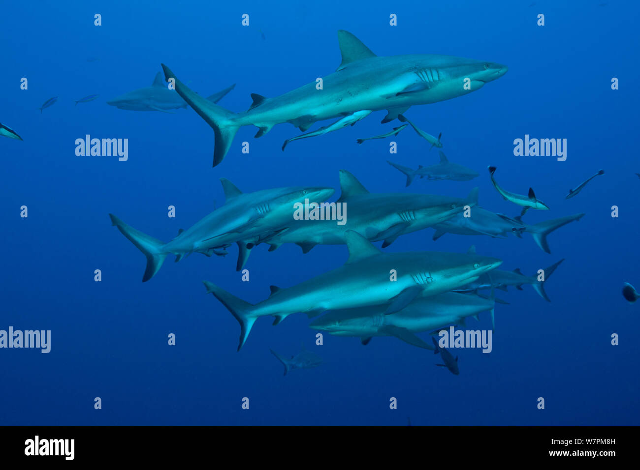 Shoal of sharks hi-res stock photography and images - Alamy