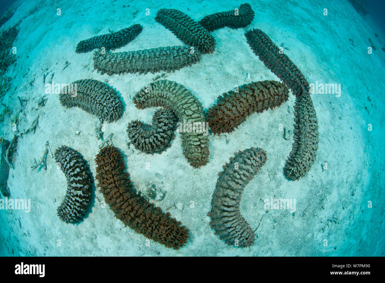 Sea cucumbers {Thelonota anax} on sandy sea floor. Great Barrier Reef ...
