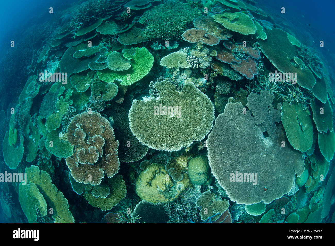 Acropora table and staghorn coral reef, Great Barrier Reef, Australia ...