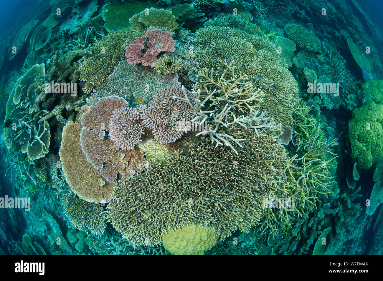 Acropora table and staghorn coral reef, Great Barrier Reef, Australia ...