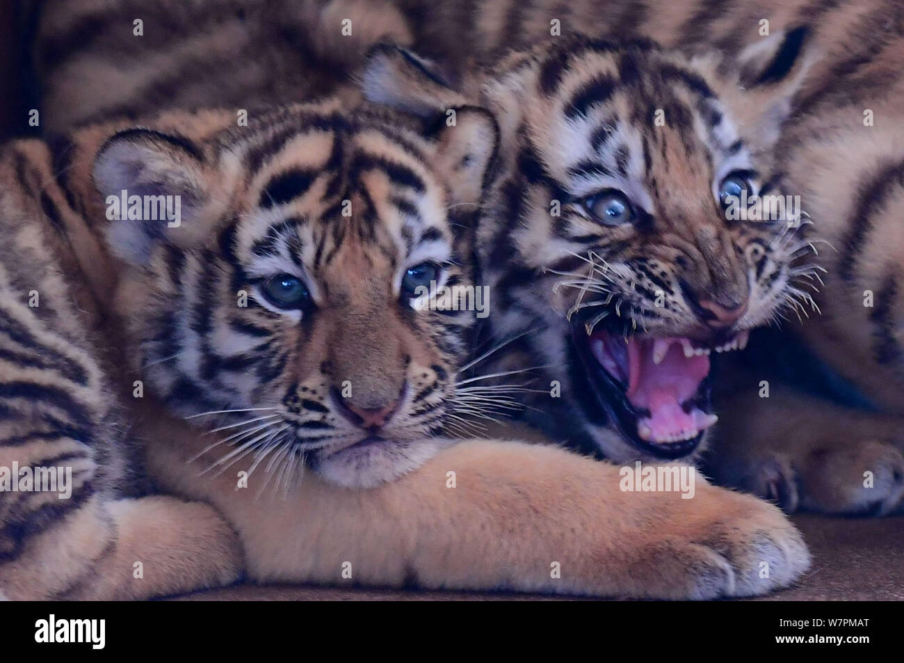 Three manchurian tiger cubs are pictured at Guaipo Northeast Tiger Park ...