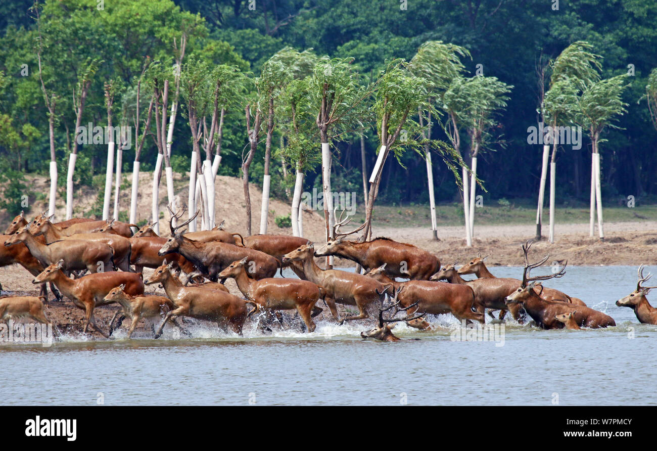 Chinese Elk High Resolution Stock Photography and Images - Alamy