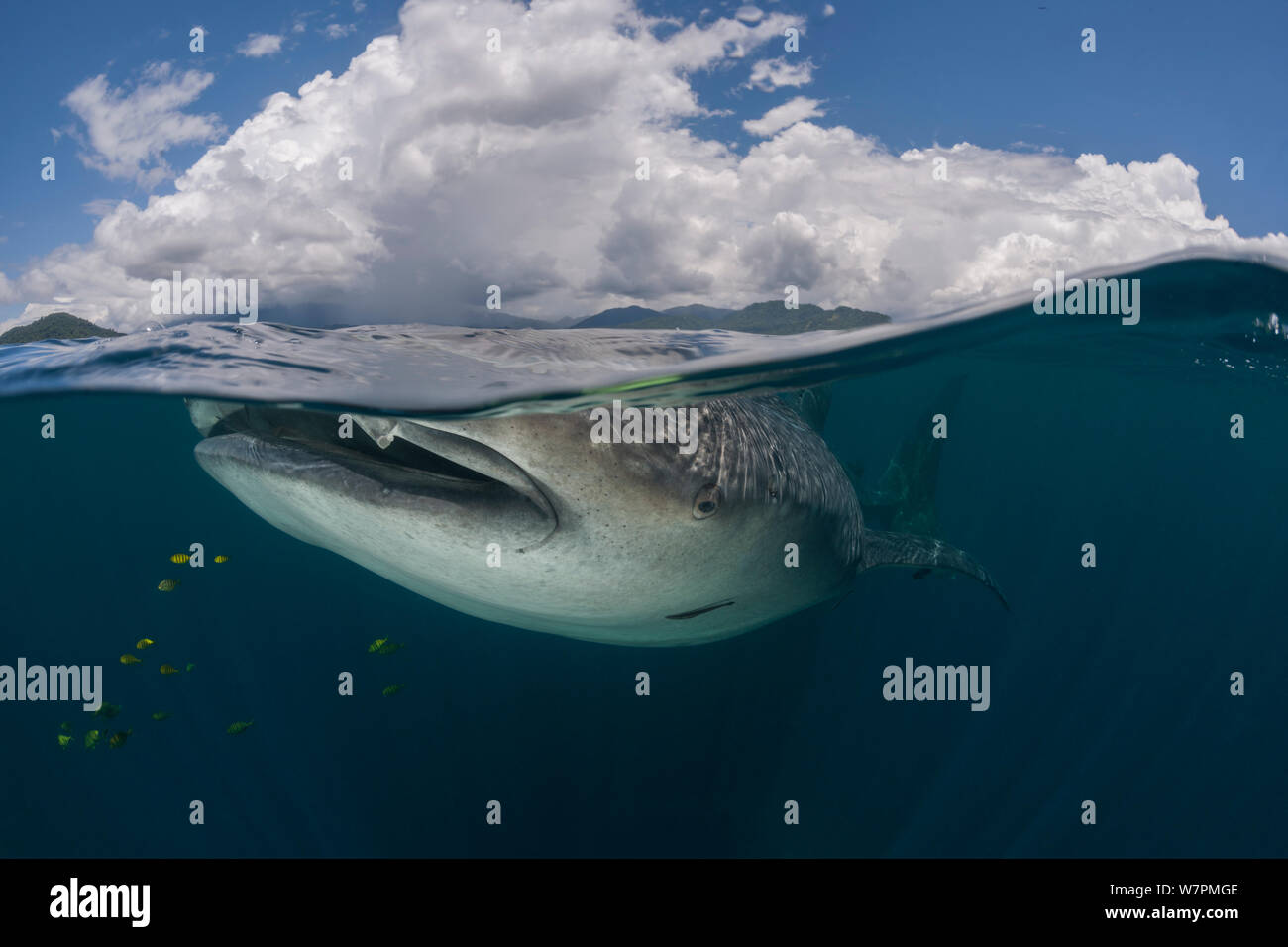 Indo pacific shark hi-res stock photography and images - Alamy