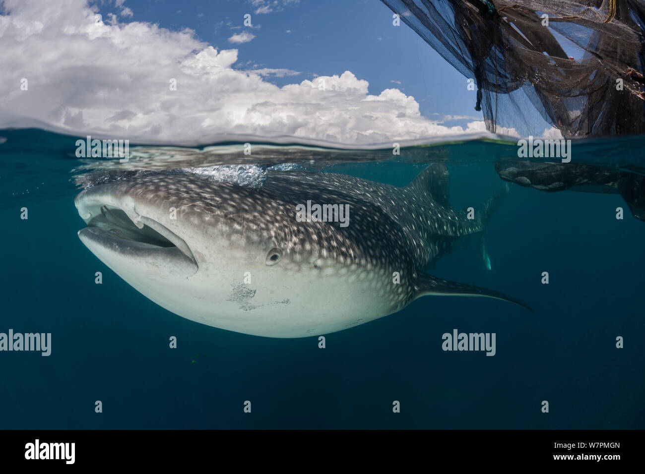 Underwater fishing nets hi-res stock photography and images - Alamy