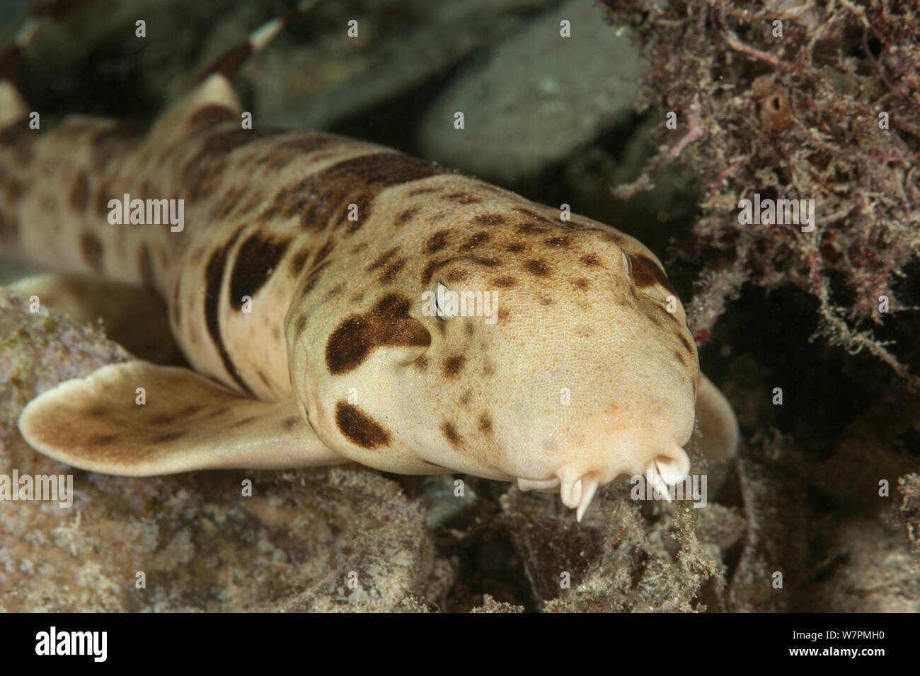 Raja Ampat 'Walking Shark' Epaulette Shark (Hemiscyllum freycineti ...