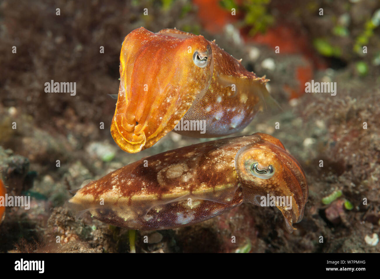 Two cuttlefish hi-res stock photography and images - Alamy