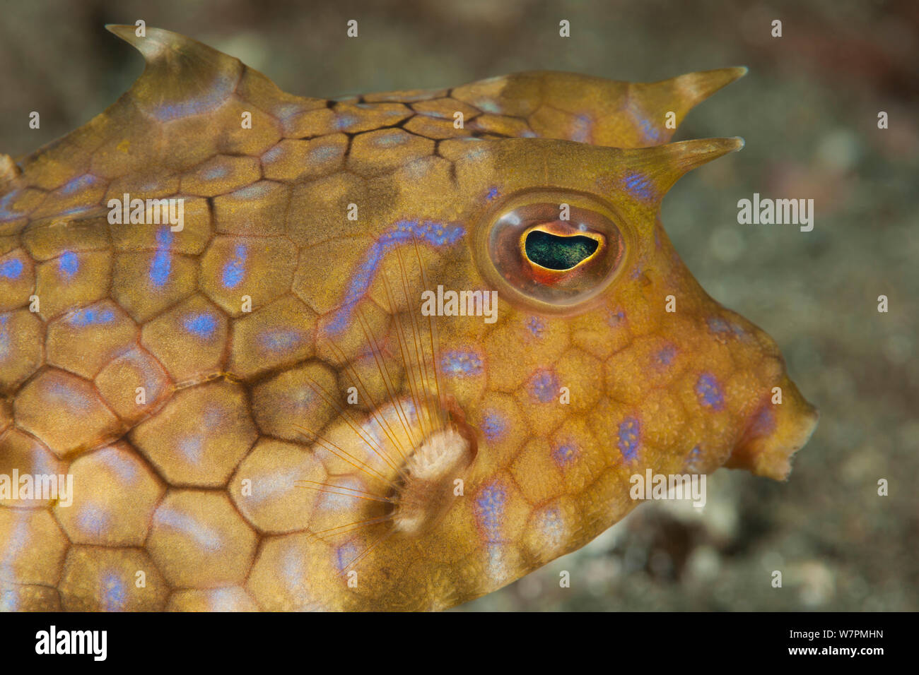 Longhorn cowfish (Lactoria cornuta) Raja Ampat, West Papua, Indonesia ...