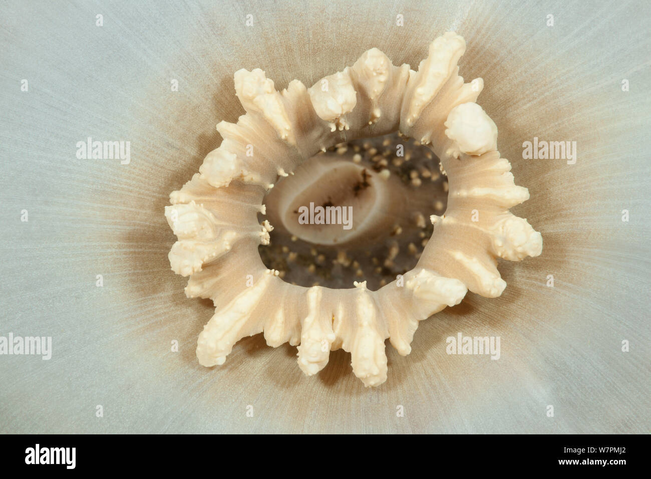 Coral anemone (Corallimorpharia) Raja Ampat, West Papua, Indonesia ...