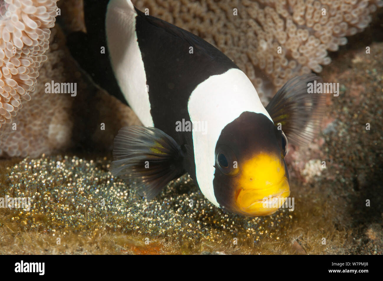 Clark's Anemonefish (Amphiprion clarkii) tending to her eggs Raja Ampat ...