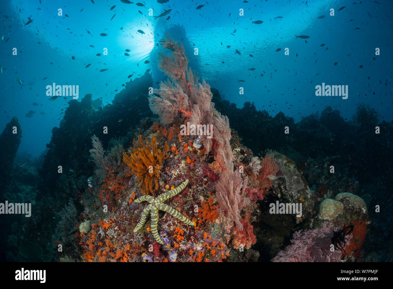 Raja Ampat coral reef with sea-star, Raja Ampat, West Papua, Indonesia ...