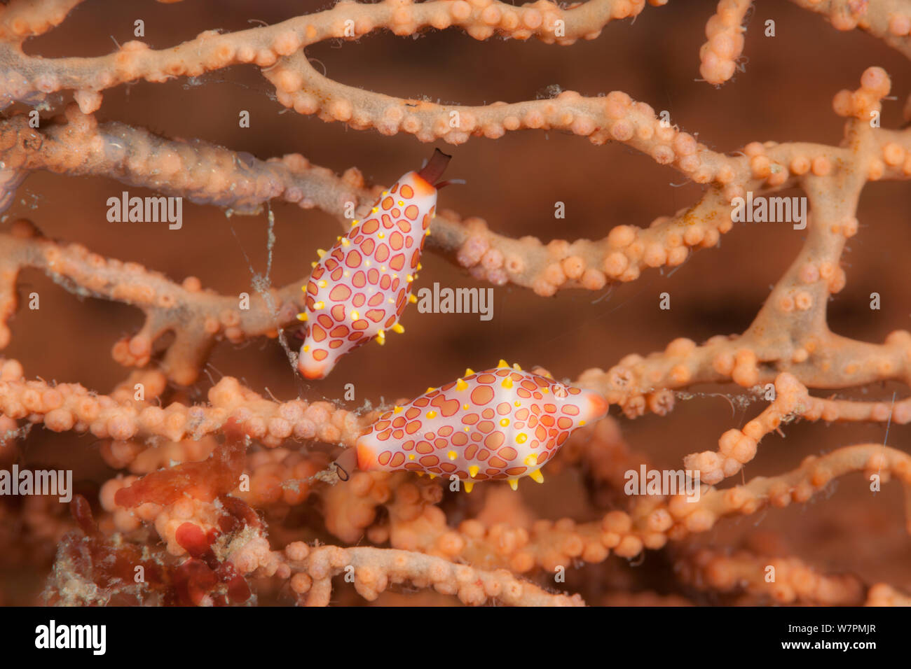 Allied cowrie (Ovulidae) on a gorgonian fan coral. Raja Ampat, West ...