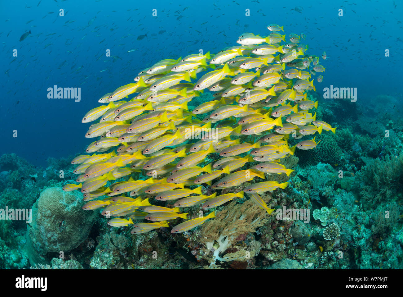 Schooling Yellow-striped Goatfish (Mulloidichthys vanicolensis) Raja ...