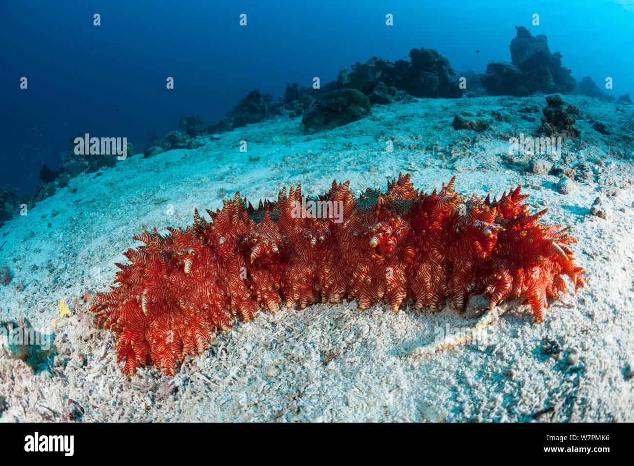 Red-Lined Sea Cucumber (Thelenota rubralineata) Raja Ampat, West Papua ...