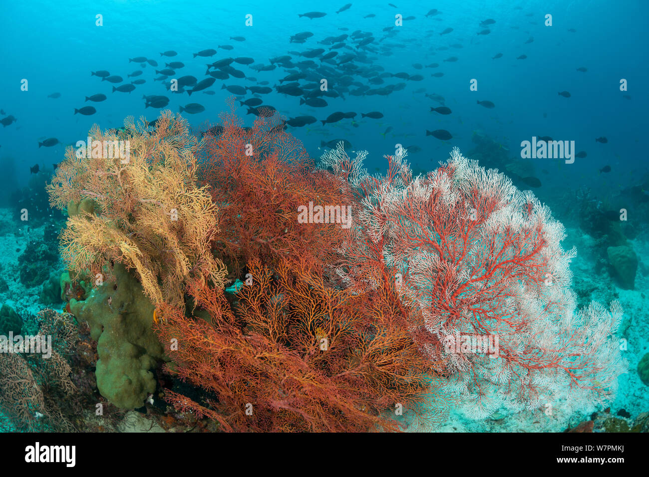 Gorgonian whips hi-res stock photography and images - Alamy