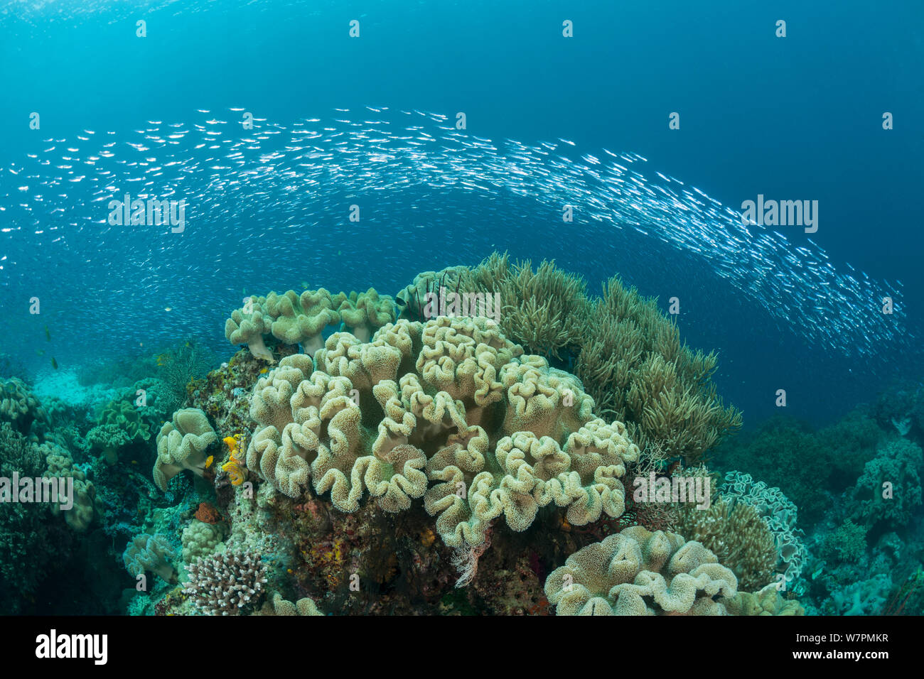 Hardyhead silverside (Atherinomorus lacunosus) fish shoal in the reef ...