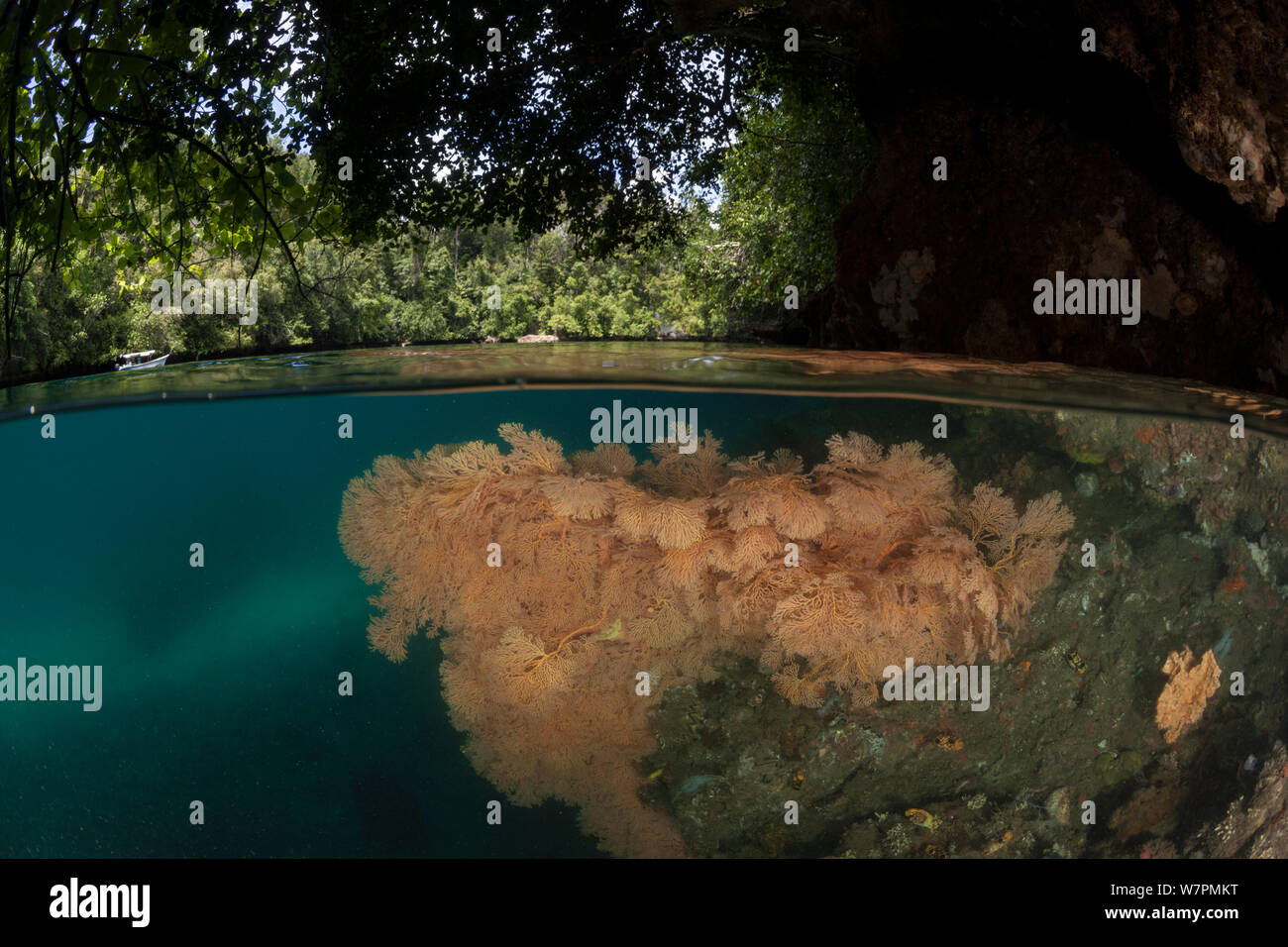 Gorgonian fan corals (Gorgonacea) split level with mangroves, Raja ...