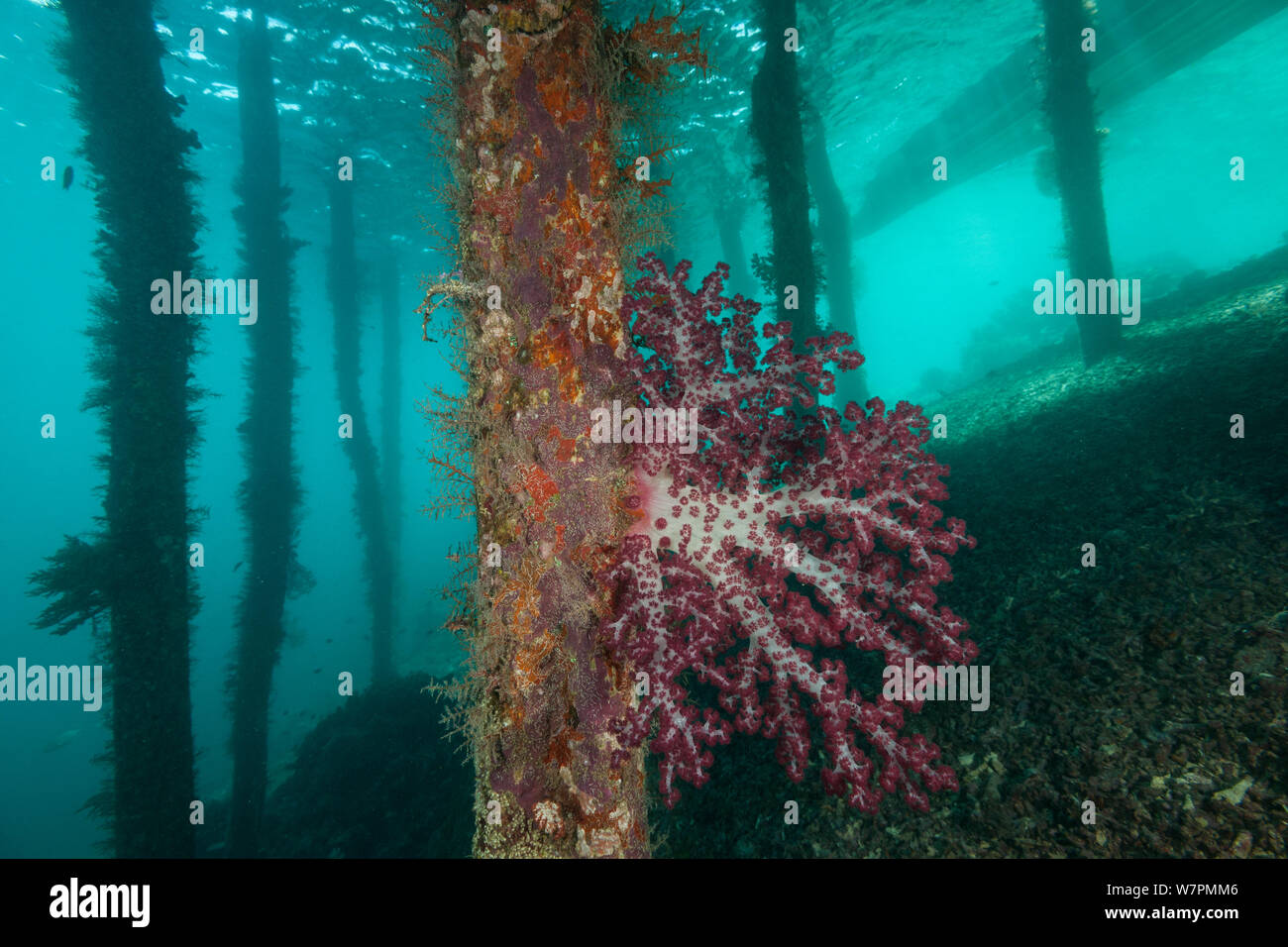 Jetty pylon hi-res stock photography and images - Alamy