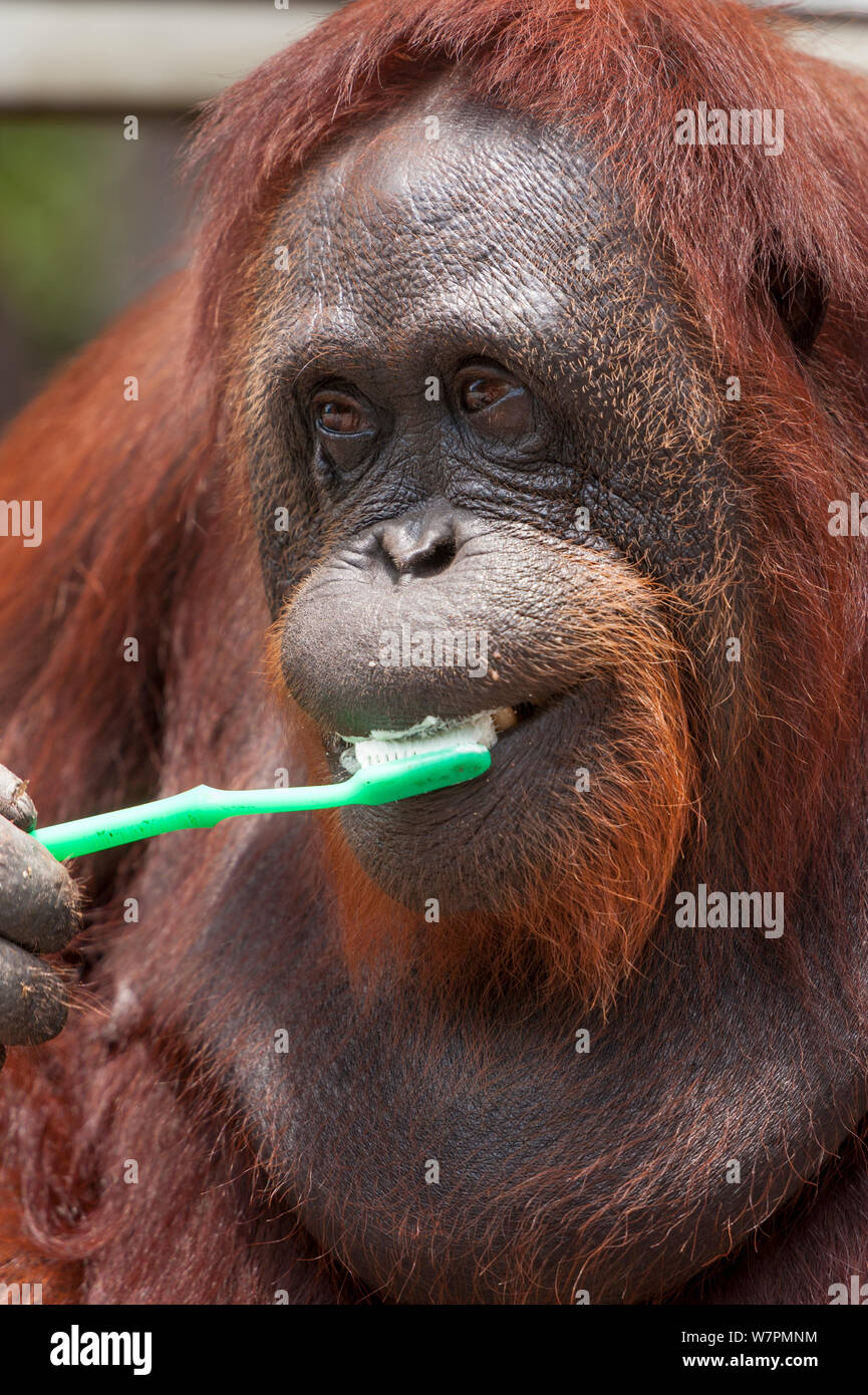 Bornean Orangutan (Pongo pygmaeus wurmbii) 'Siswi' brushes her teeth, a ...