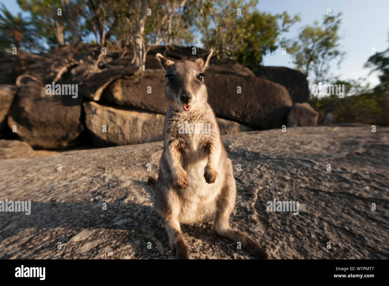 Mareeba rock-wallaby (Petrogale mareeba) Queensland, Australia Stock ...