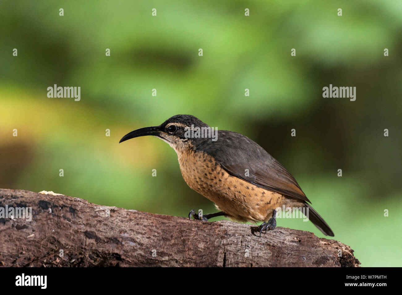Magnificent Riflebird