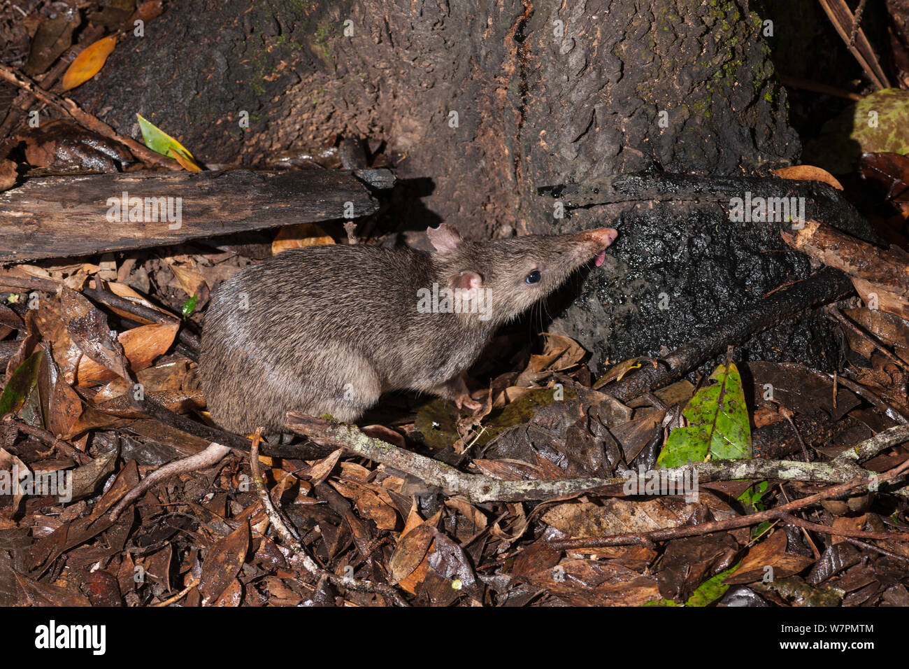 Bandicoots hi-res stock photography and images - Alamy