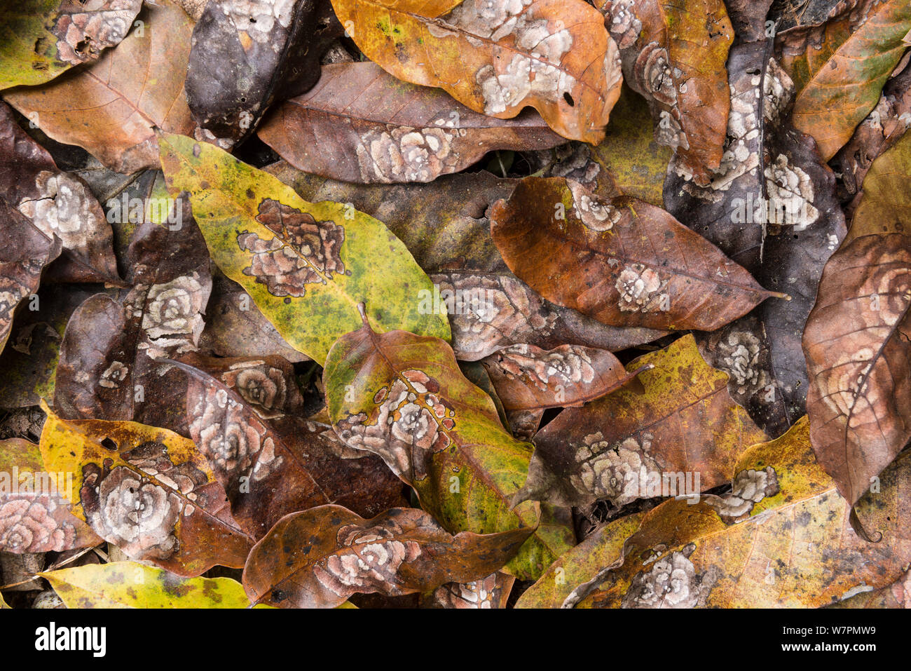 Fallen leaves with patterns formed by fungus mould, Atherton Tablelands ...