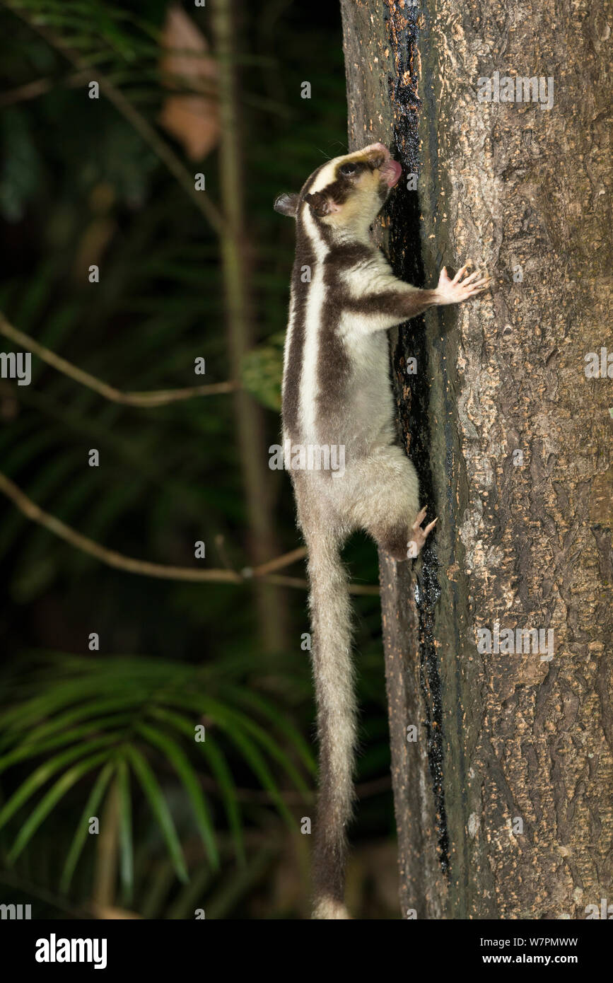Striped possum (Dactylopsila trivirgata) feeding on sap from a tree ...