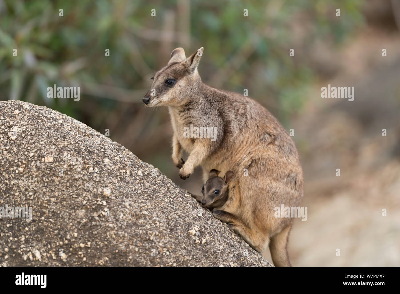 Mareeba rock-wallaby (Petrogale mareeba) mother with joey in her pouch ...
