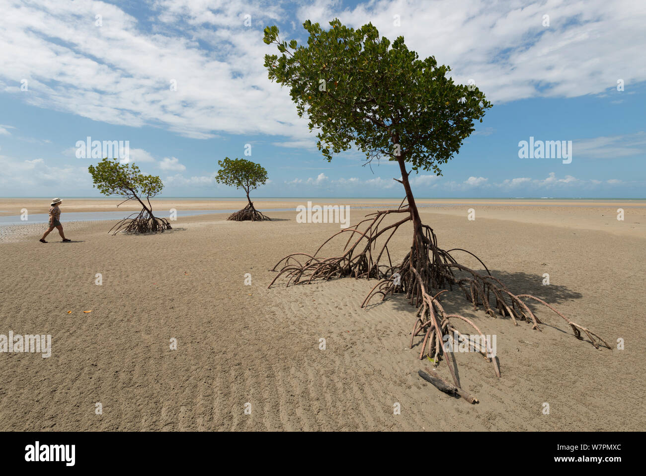Yule Point mangroves at low tide, Queensland, Australia Stock Photo - Alamy
