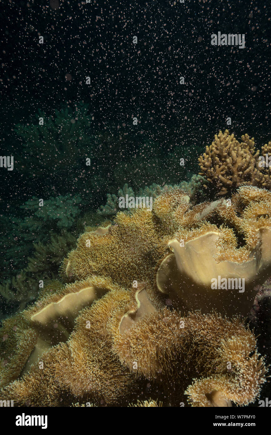 Corals great barrier reef spawning hi-res stock photography and images ...