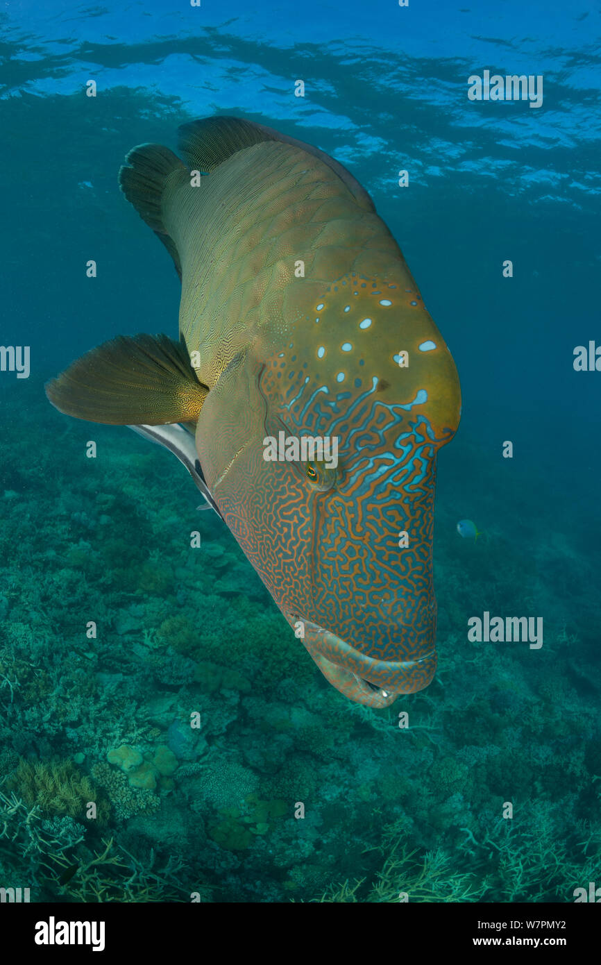 Adult male Napoleon Wrasse (Cheilinus undulatus) portrait, Great ...