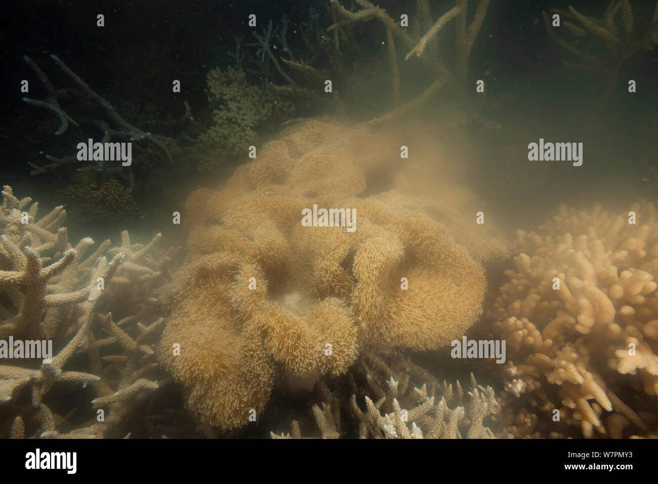 Corals great barrier reef spawning hi-res stock photography and images ...