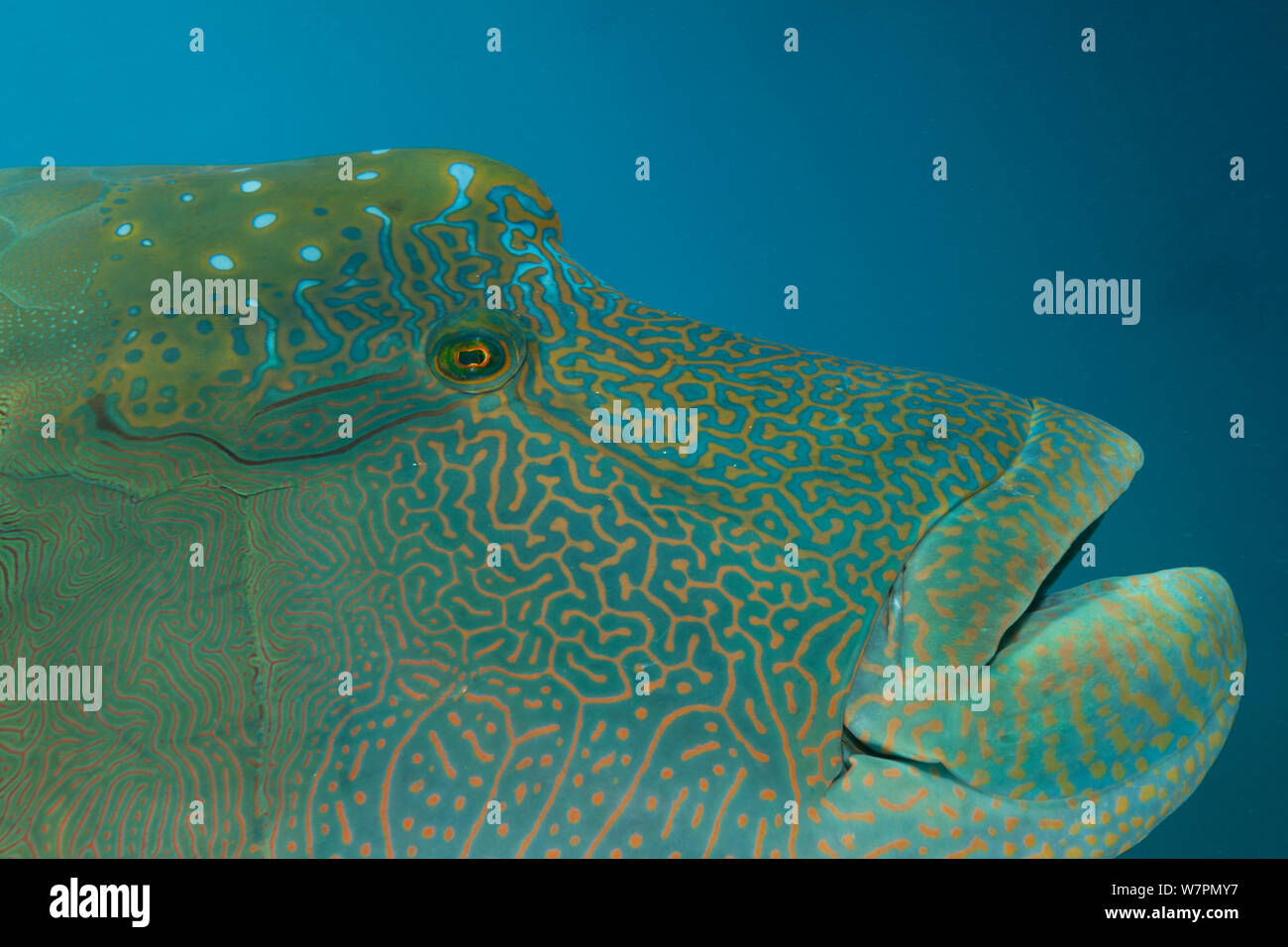 Adult male Napoleon Wrasse (Cheilinus undulatus) portrait, Great ...