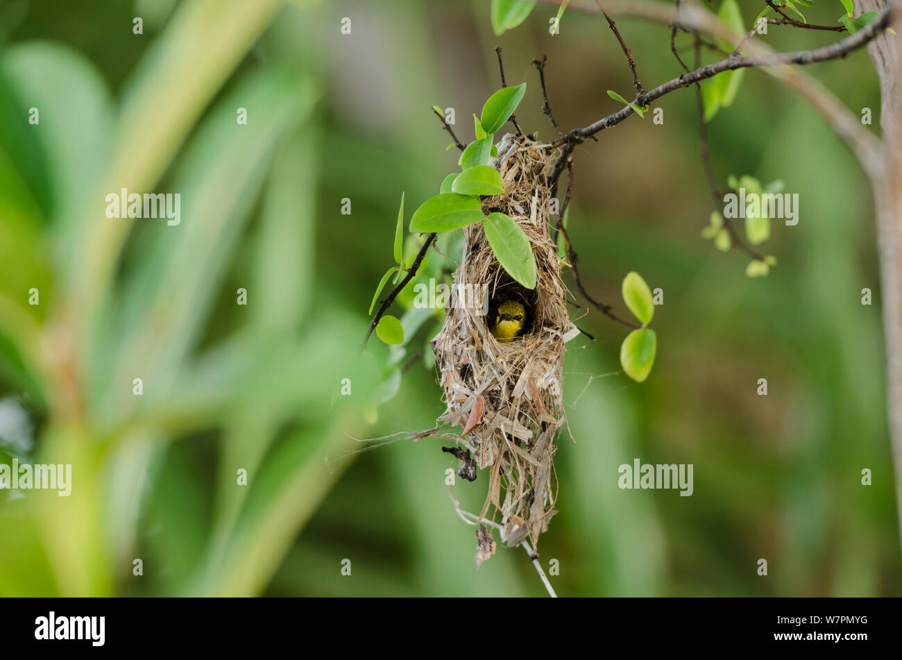 Female Olive-backed / Yellow-bellied Sunbird in her nest (Cinnyris ...
