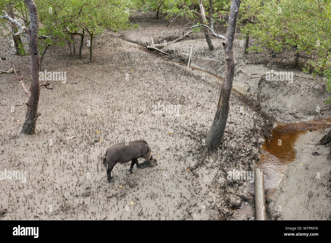 Bornean bearded pigs (Sus barbatus) foraging on Teluk Assam Beach. Bako ...
