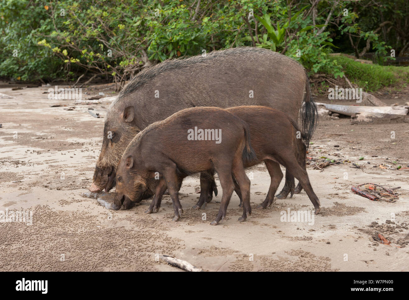 Bornean bearded pigs (Sus barbatus) mother and young, foraging on Teluk ...