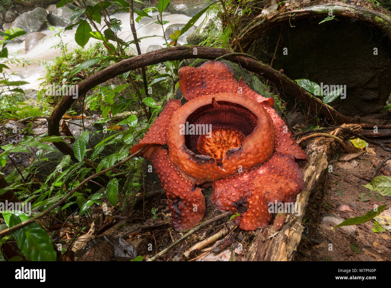 Rafflesia flower (Rafflesia tuan-mudae) parasite on Tetrastigma vine ...