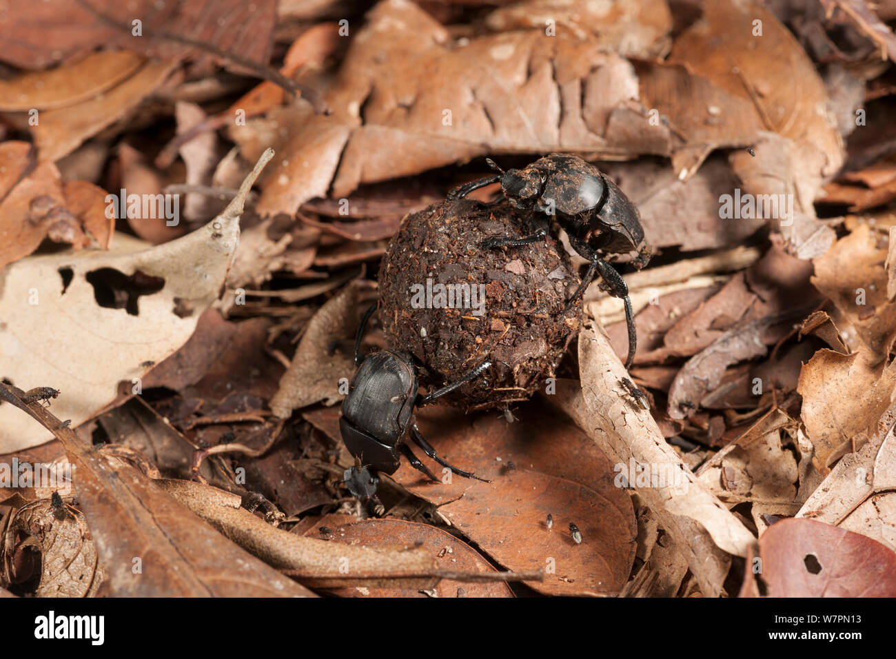 Scarab beetles (Scarabaeidae) rolling ball of dung, Tanjung Puting ...