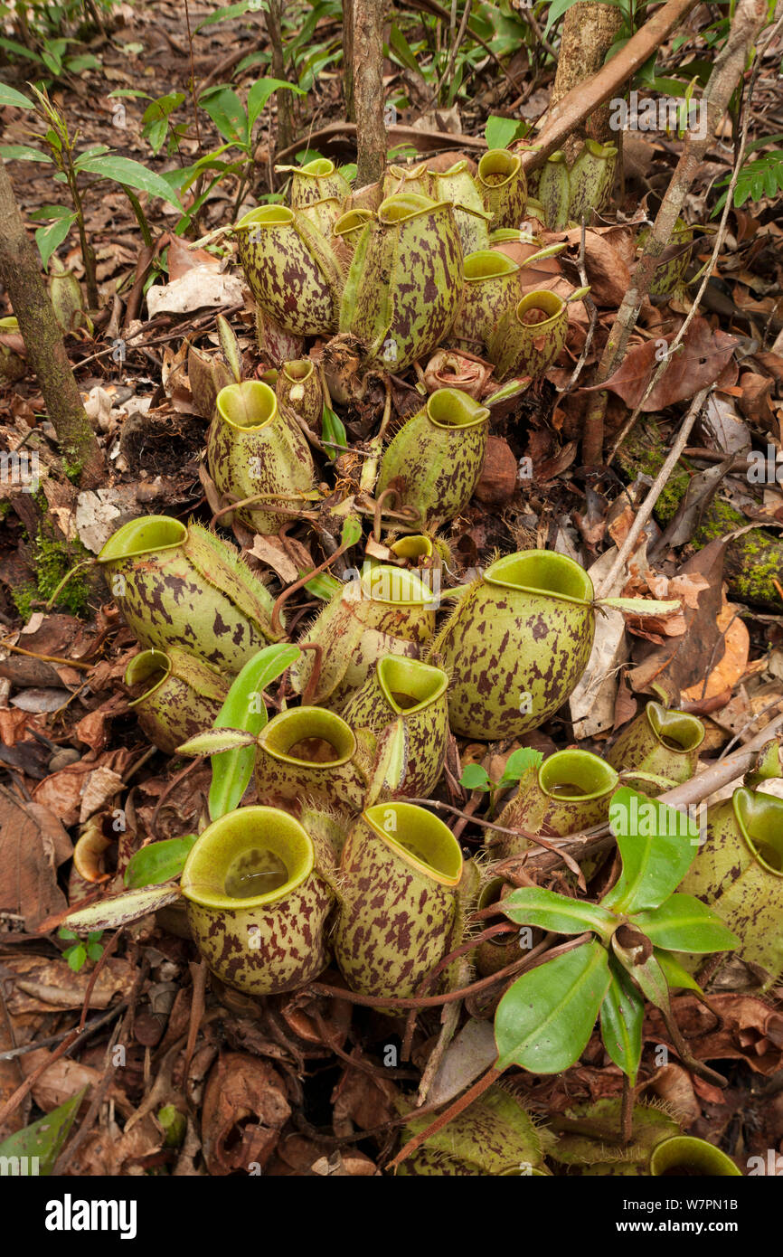 Pitcher plants (Nepenthes sp) on the ground of a Bornean forest in ...