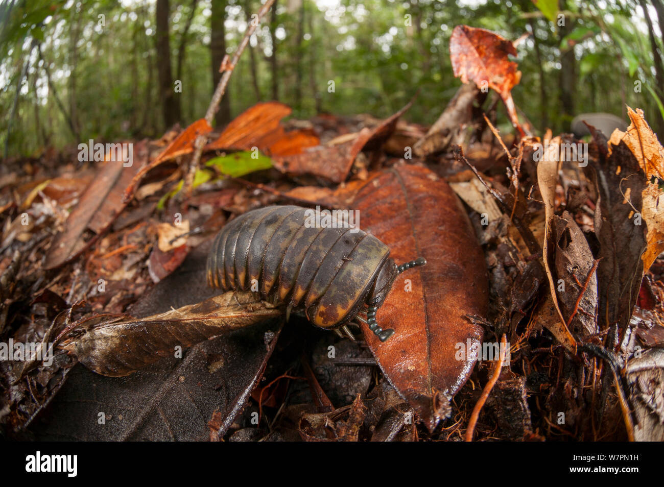 Pill bug hi-res stock photography and images - Alamy