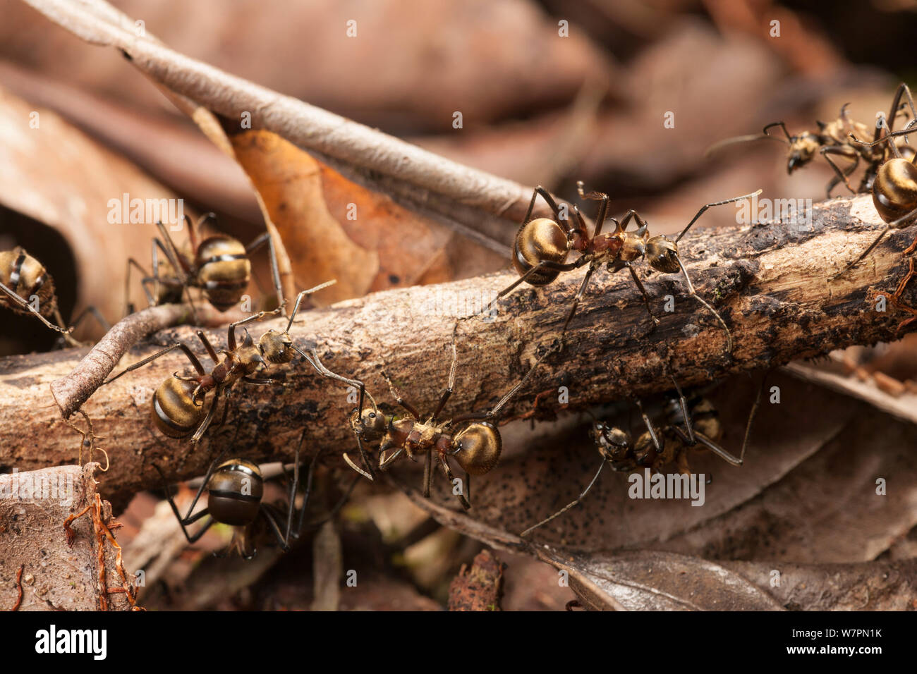 Monomorphic hi-res stock photography and images - Alamy