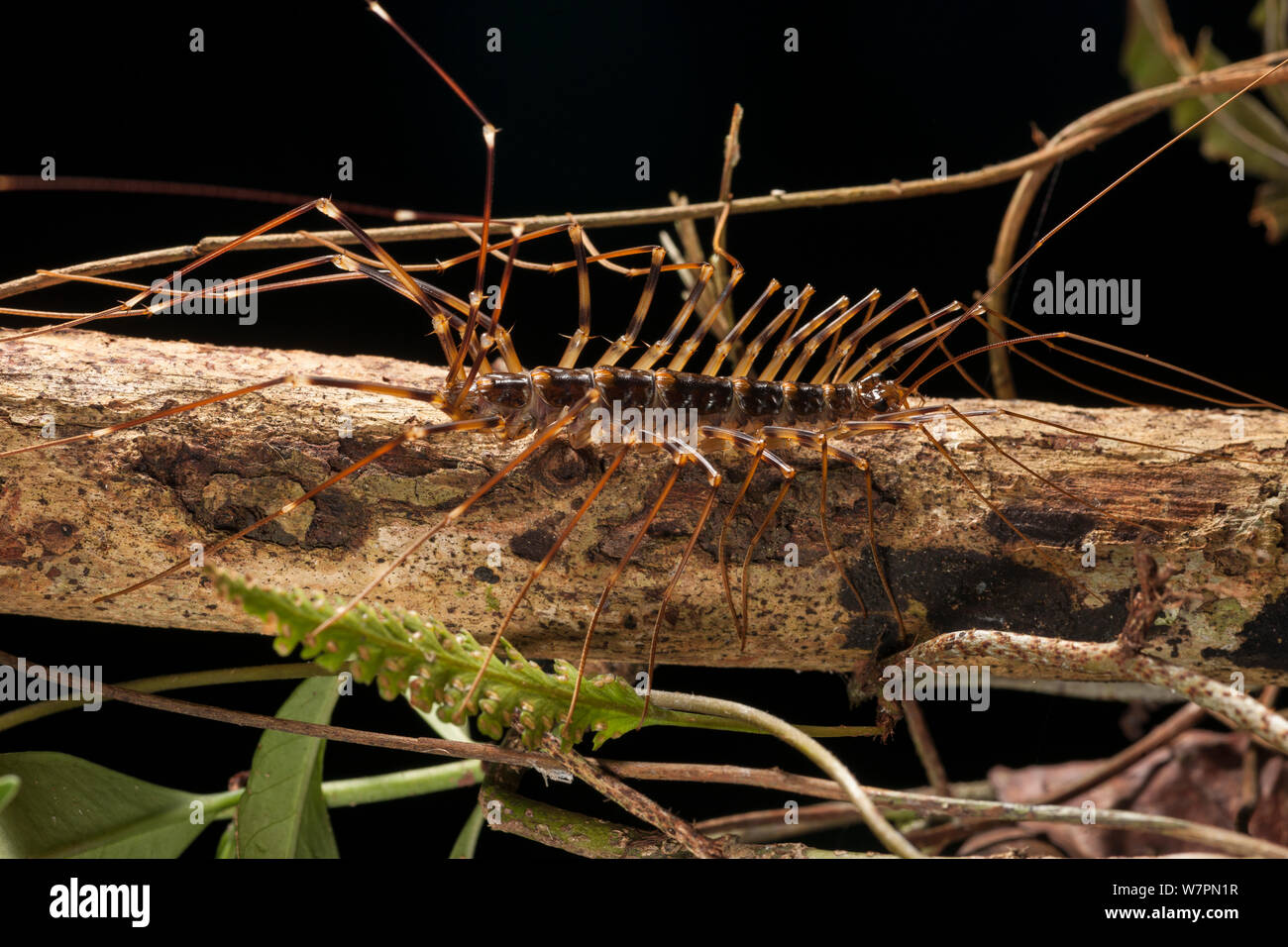 Giant house centipede / long legged centipede(Scutigeridae) Tanjung ...