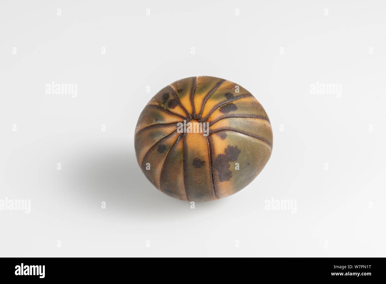 Pill bug (Armadillidium sp) curled into a ball, Tanjung Puting National ...