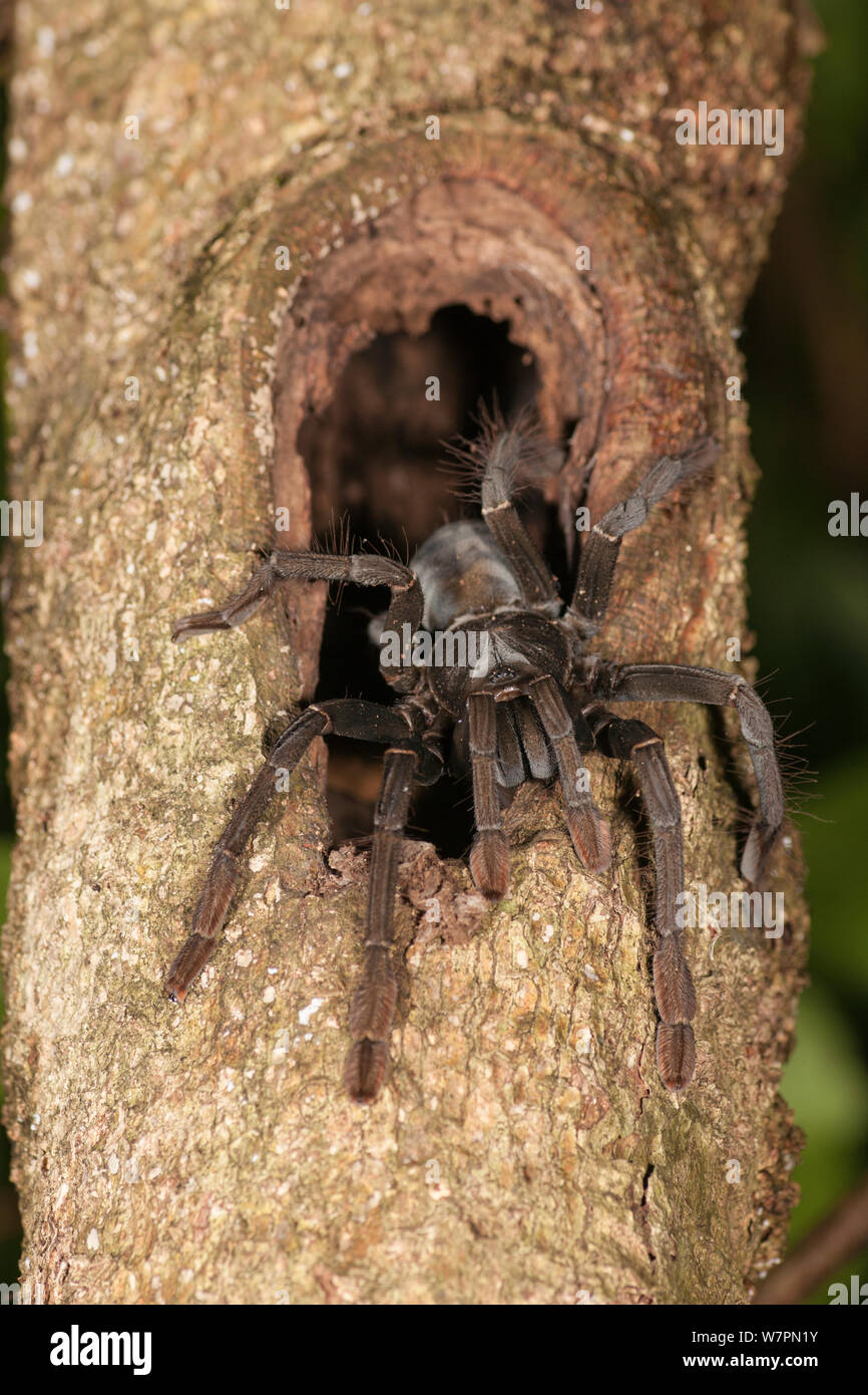 Tarantula hole hi-res stock photography and images - Alamy