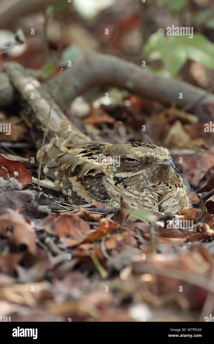 Long tailed nightjars hi-res stock photography and images - Alamy