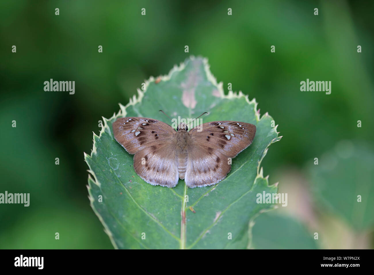 Clouded Flat butterfly (Tagiades flesus) sunning itself on leaf, The ...