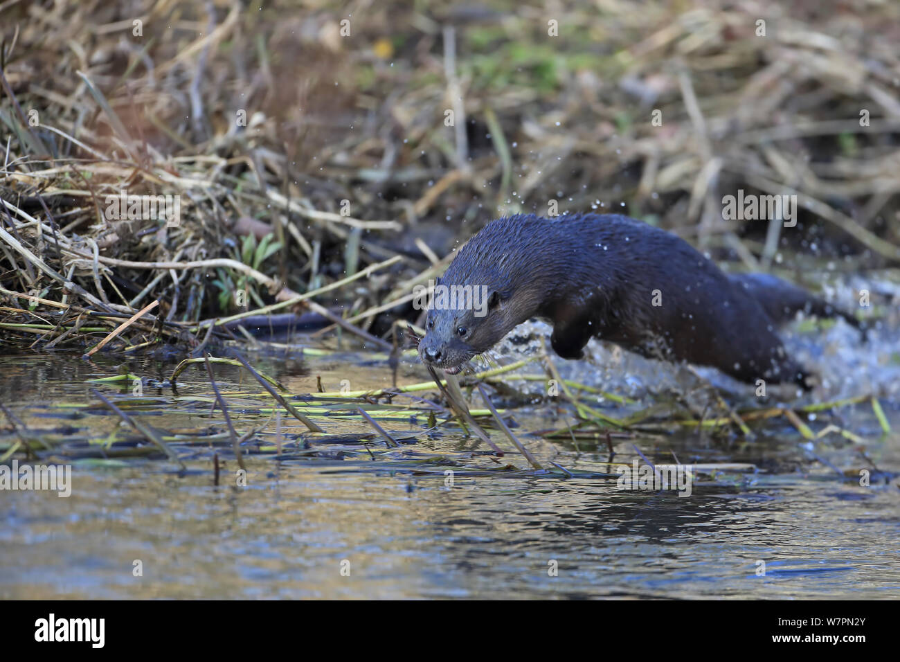 Wild Common Otter (Lutra lutra) jumping in water, Thetford, Norfolk, UK ...