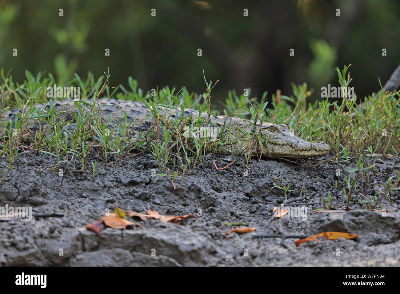 African crocodile hi-res stock photography and images - Alamy
