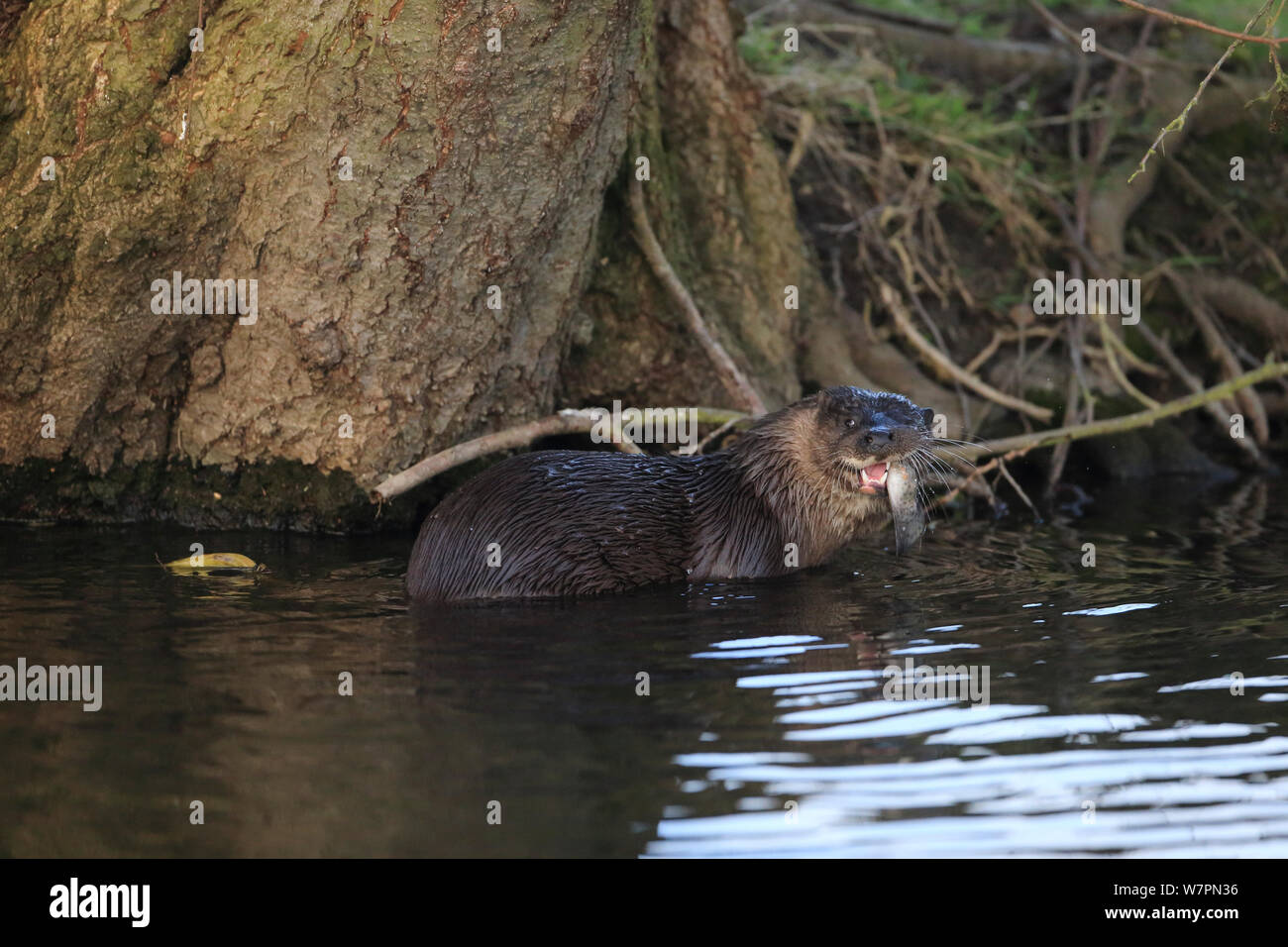 Freshwater fish uk hi-res stock photography and images - Alamy