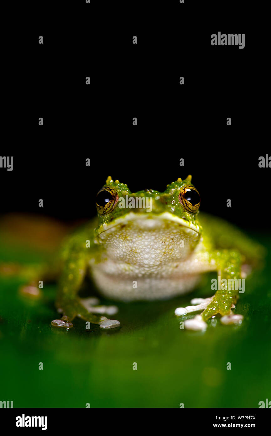 Robber frogs hi-res stock photography and images - Alamy